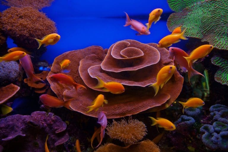 Barriera Corallina: le mete più belle per scoprire i fondali delle ...