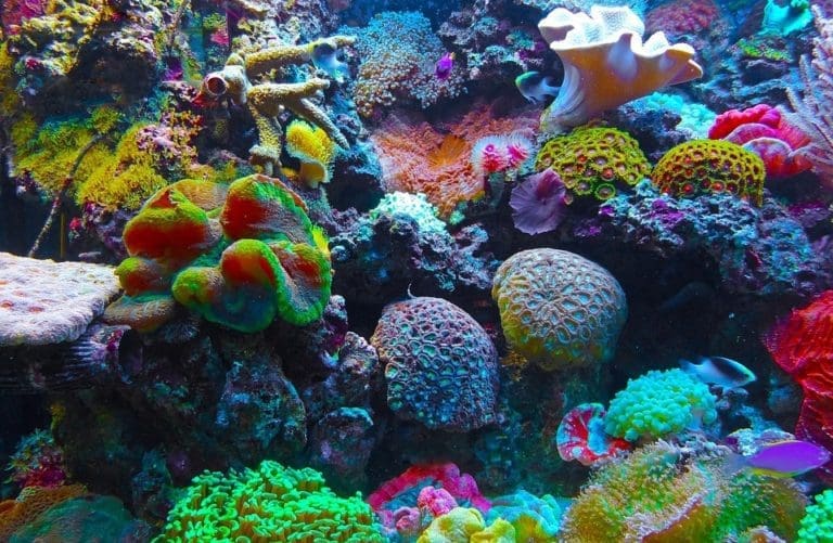 Barriera Corallina: le mete più belle - TFDT